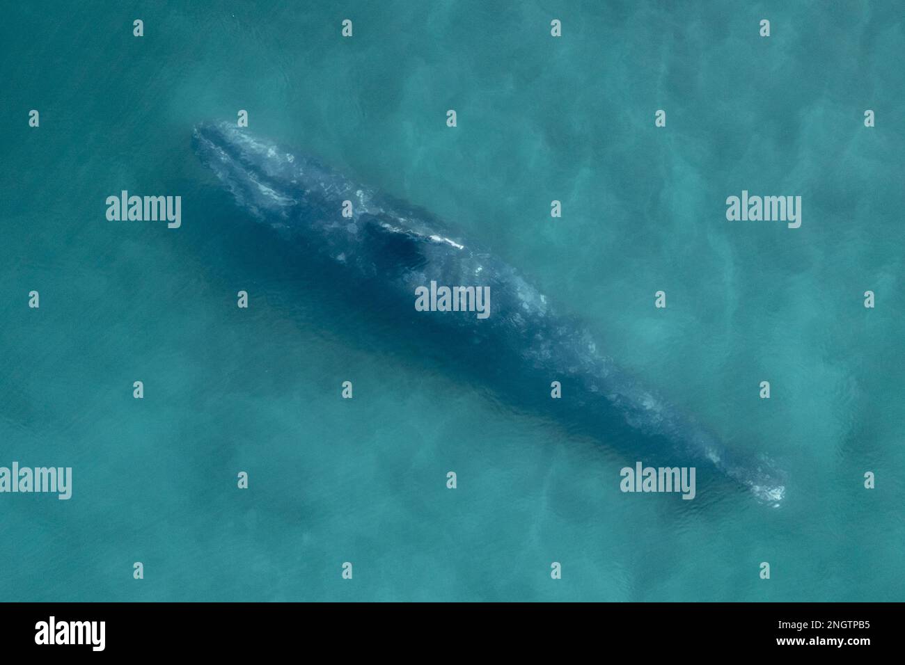 Aerial view of a grey whale eschrichtius robustus underwater feeding in ...