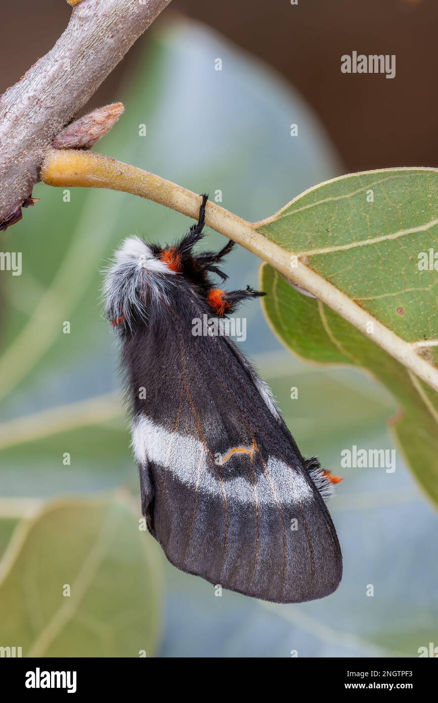 Barrens Buck Moth (Hemileuca maia) Female on Blackjack Oak (Quercus ... Barrens Buck Moth (Hemileuca maia) Female on Blackjack Oak (Quercus ...