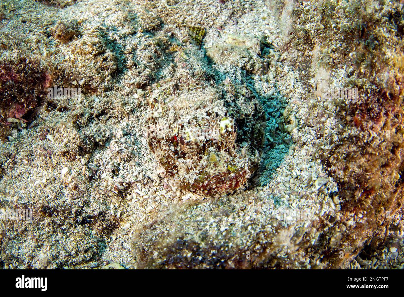Dangerous Stone Fish close up underwater portrait in cortez sea mexico ...