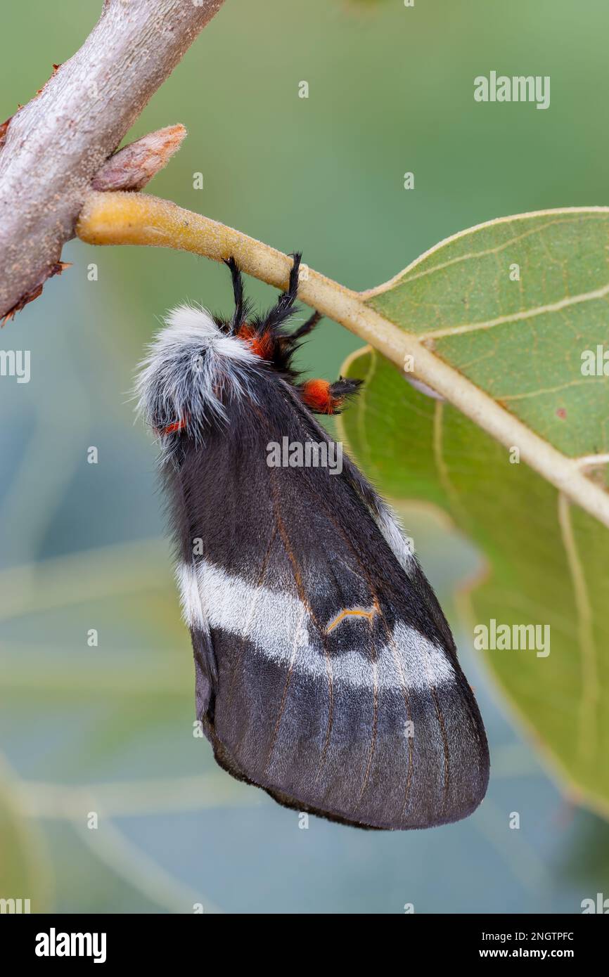 Barrens Buck Moth (Hemileuca maia) Female on Blackjack Oak (Quercus ...
