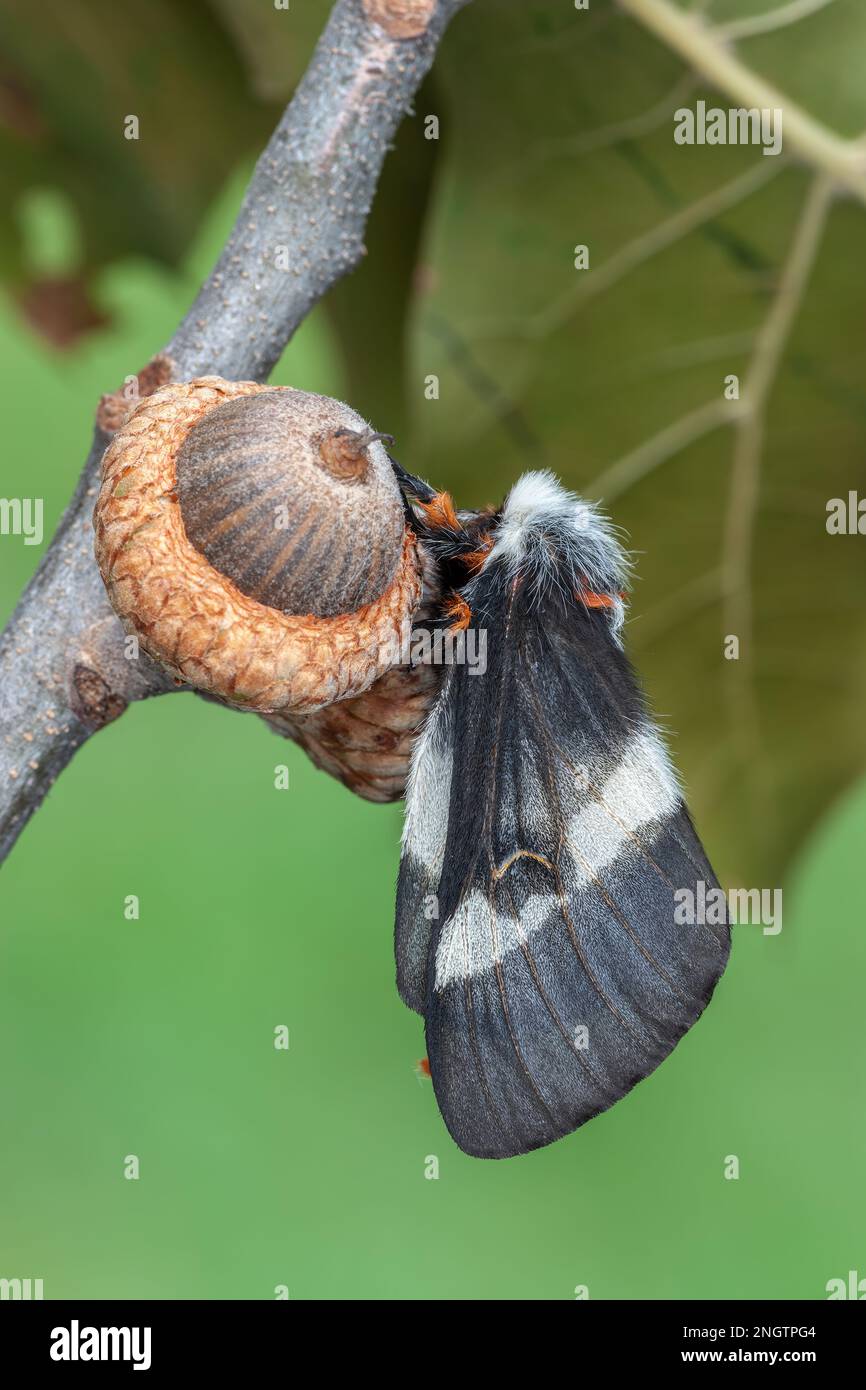 Barrens Buck Moth (Hemileuca maia) Female on Blackjack Oak (Quercus ... Barrens Buck Moth (Hemileuca maia) Female on Blackjack Oak (Quercus ...