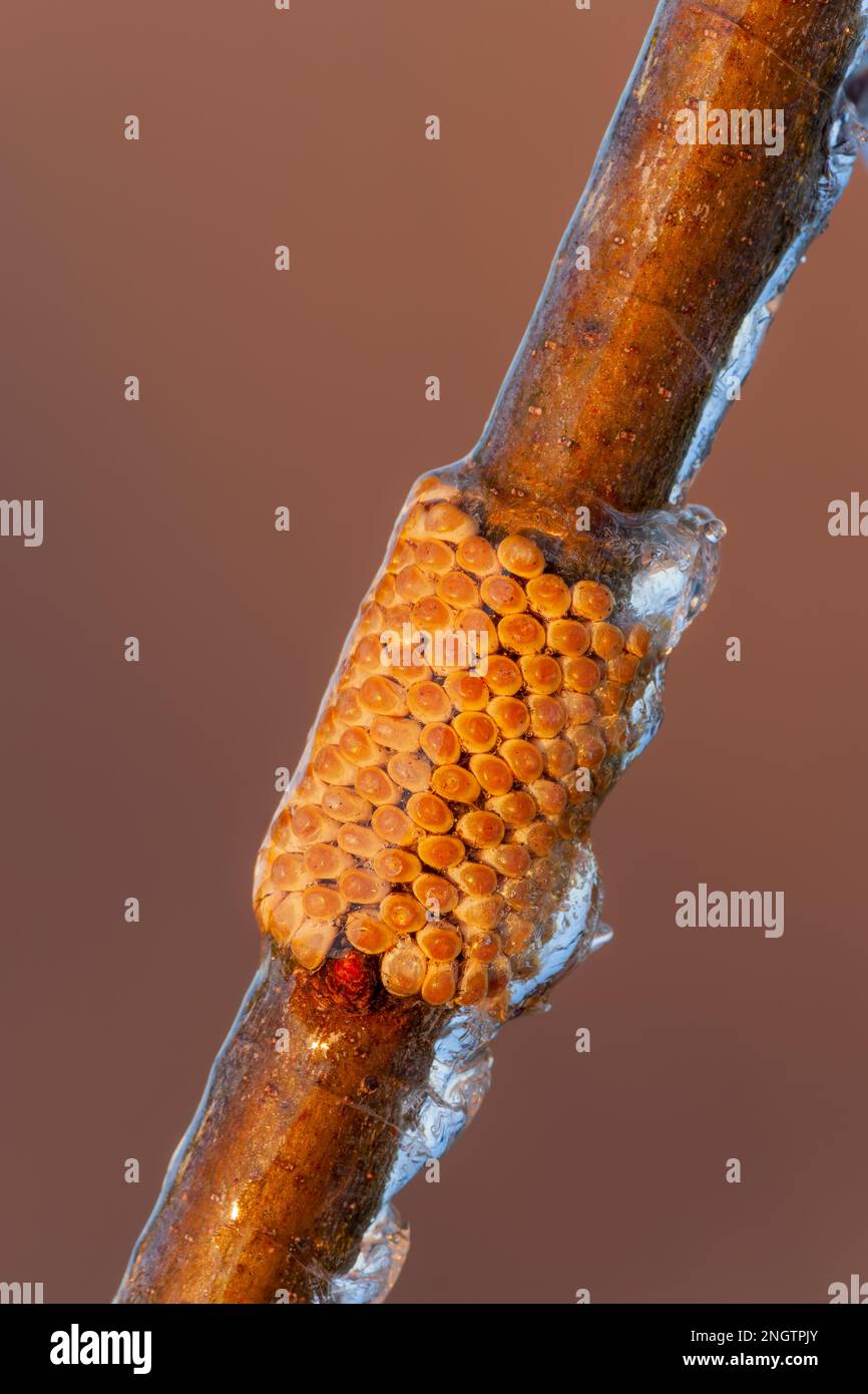 Serpentine barrens hi-res stock photography and images - Alamy