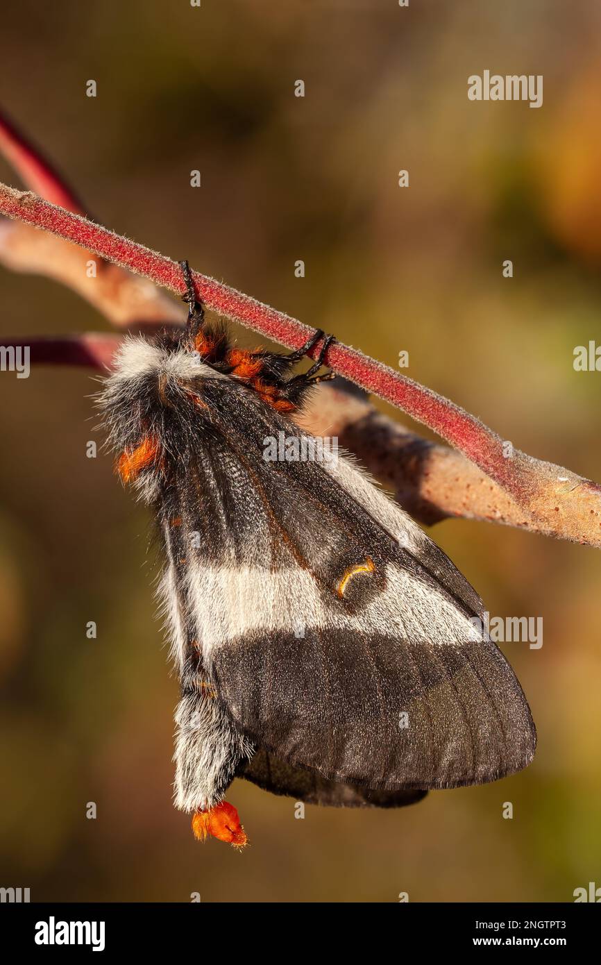 Barrens Buck Moth (Hemileuca maia) Female releasing her pheromones to ... Barrens Buck Moth (Hemileuca maia) Female releasing her pheromones to ...