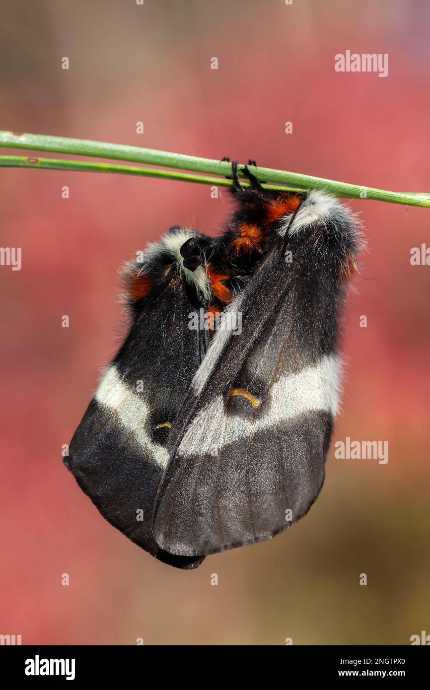 Barrens Buck Moth (Hemileuca maia) Pair mating. Male on left, female on ...