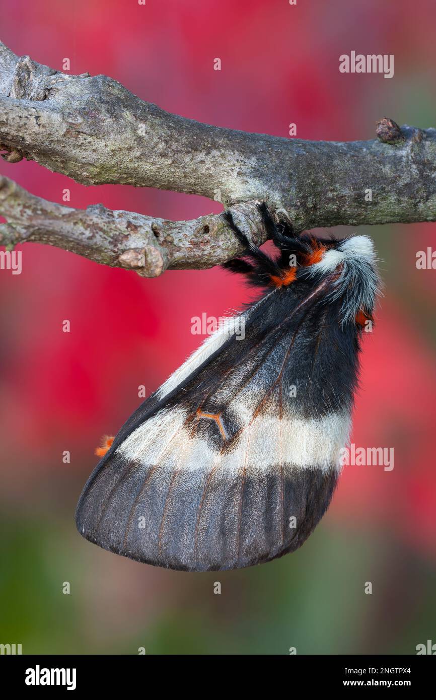 Barrens Buck Moth (Hemileuca maia) Female with dramatic fall color from ... Barrens Buck Moth (Hemileuca maia) Female with dramatic fall color from ...