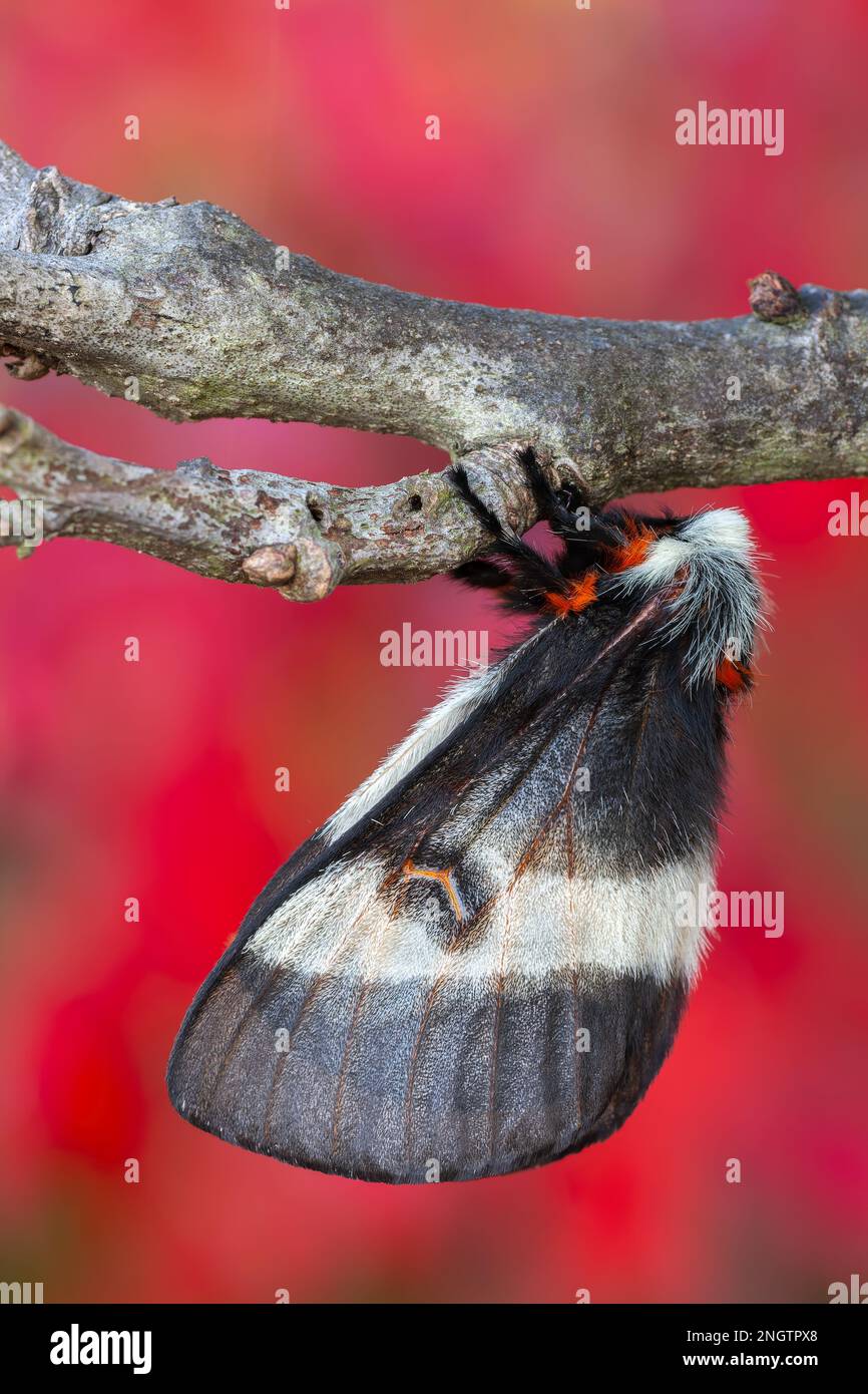 Barrens Buck Moth (Hemileuca maia) Female with dramatic fall color from ...