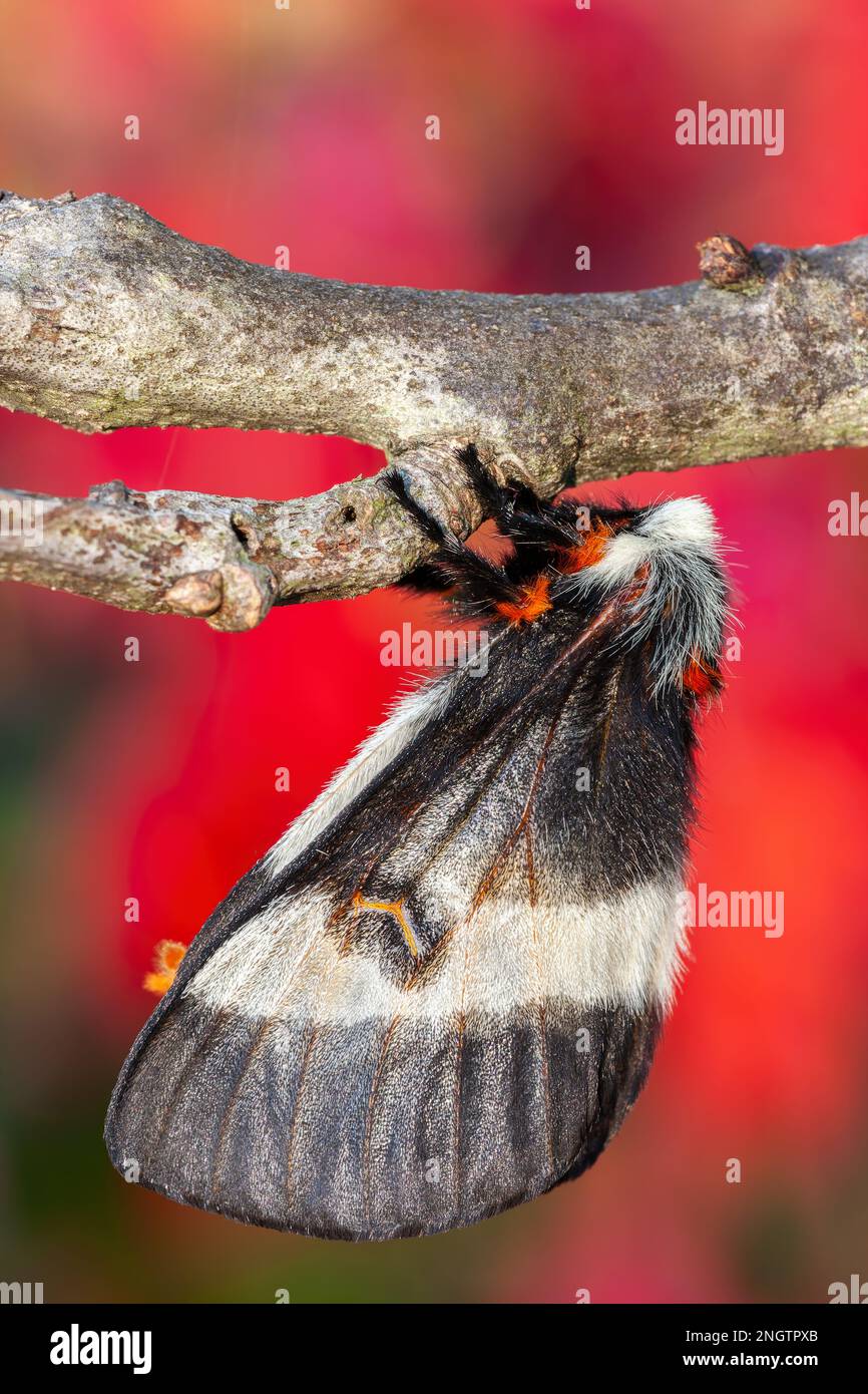 Buck moth hi-res stock photography and images - Alamy Buck moth hi-res stock photography and images - Alamy