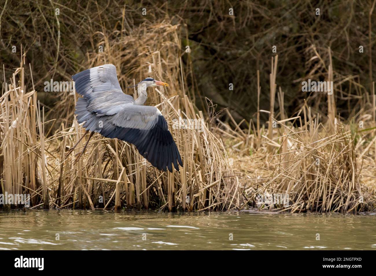 Large dagger like bill hi-res stock photography and images - Alamy