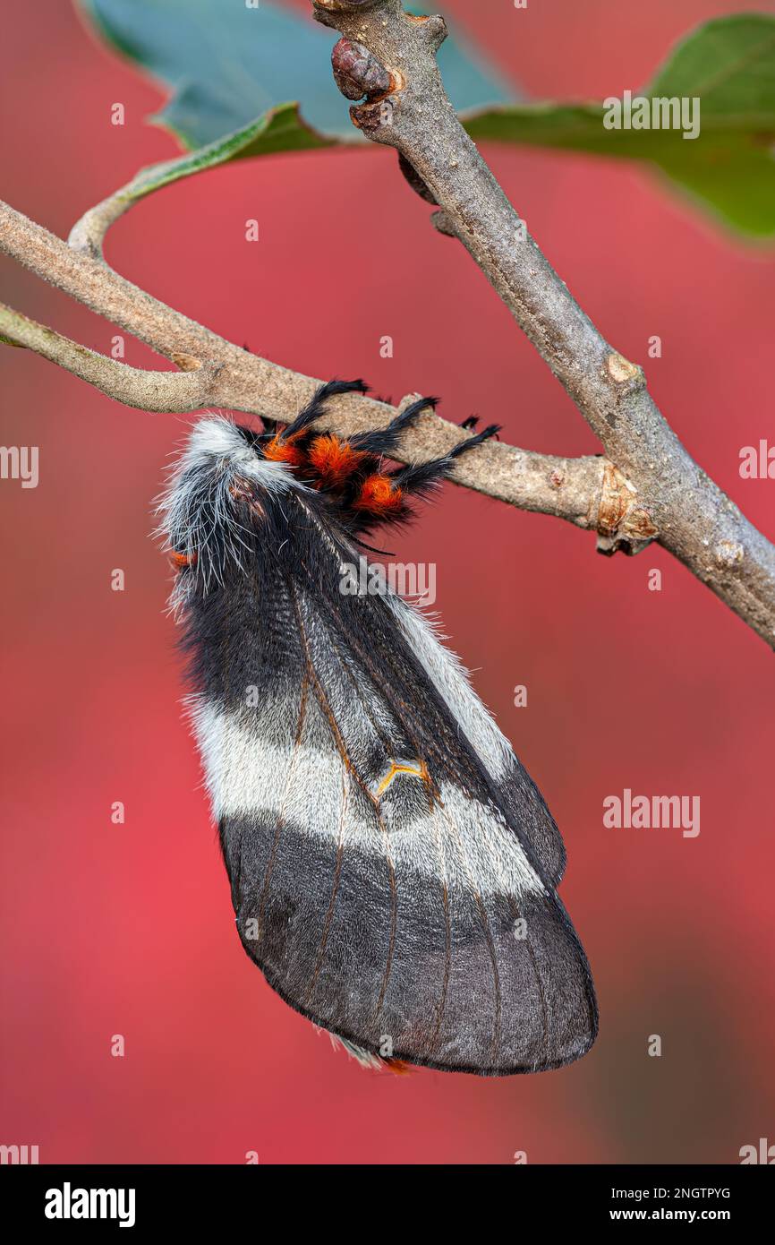 Barrens Buck Moth (Hemileuca maia) Female on Post Oak (Quercus stellata ... Barrens Buck Moth (Hemileuca maia) Female on Post Oak (Quercus stellata ...