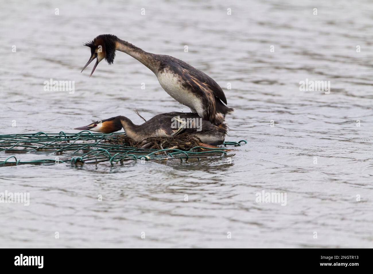 Mating taking place hi-res stock photography and images - Alamy