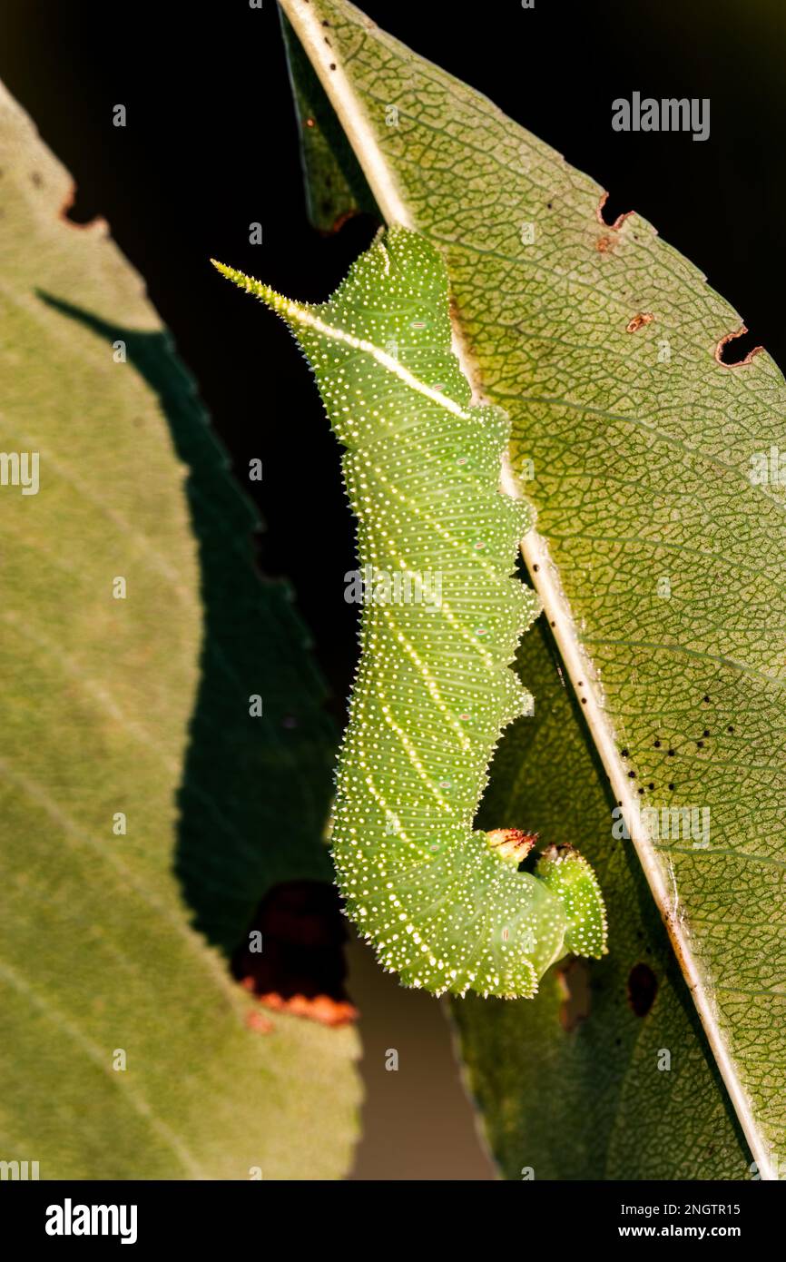 Blinded Sphinx (Paonias excaetus) 4th instar larva on Wild Cherry ...
