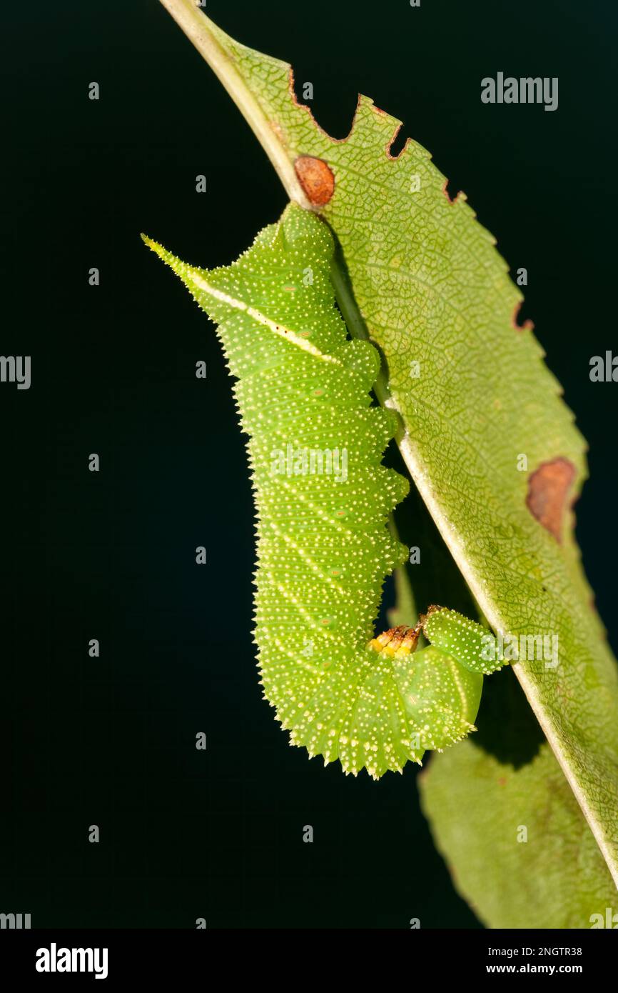 Blinded Sphinx (Paonias excaetus) 4th instar larva on Wild Cherry ...