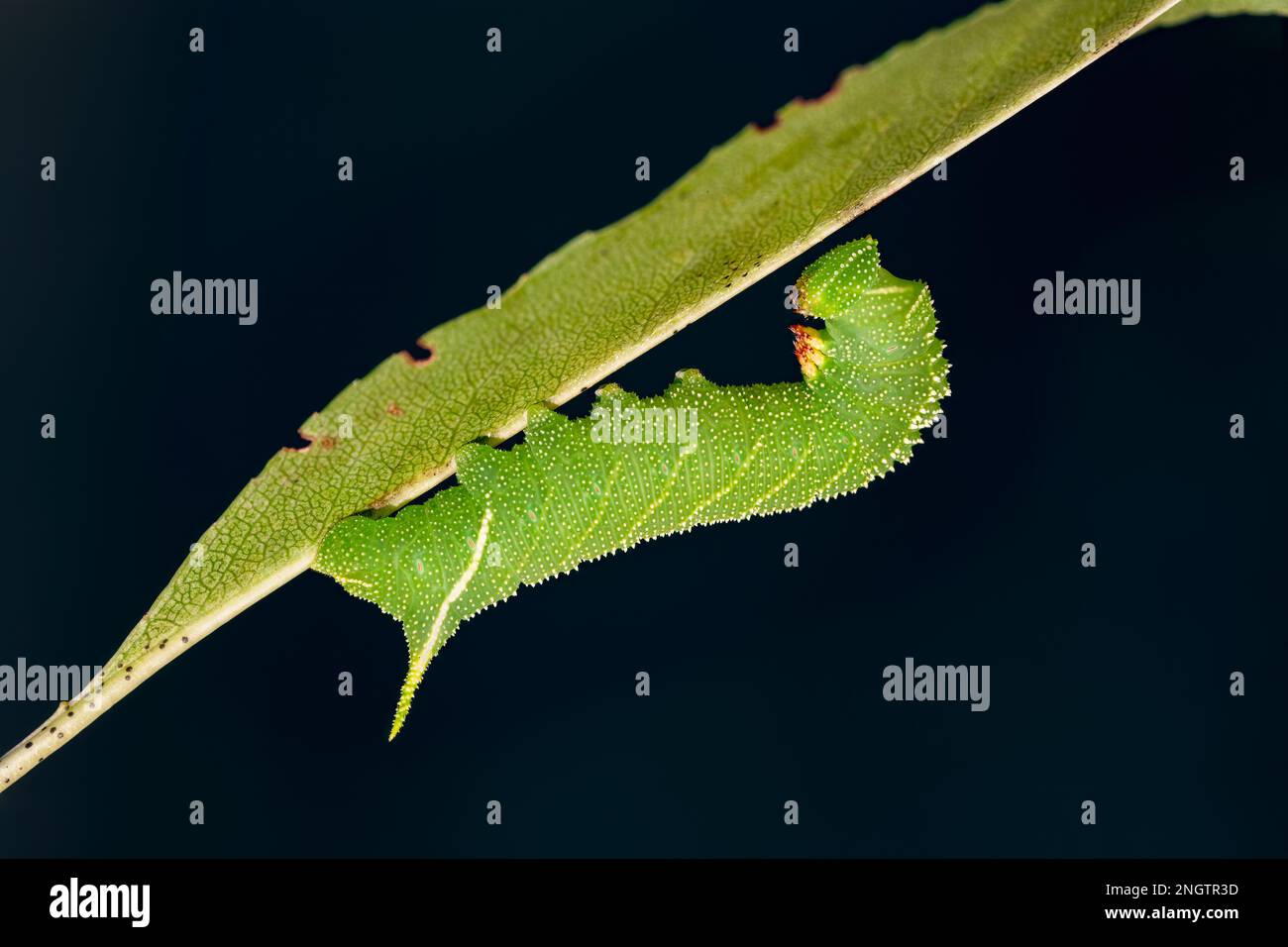 Blinded Sphinx (Paonias excaetus) 4th instar larva on Wild Cherry ...