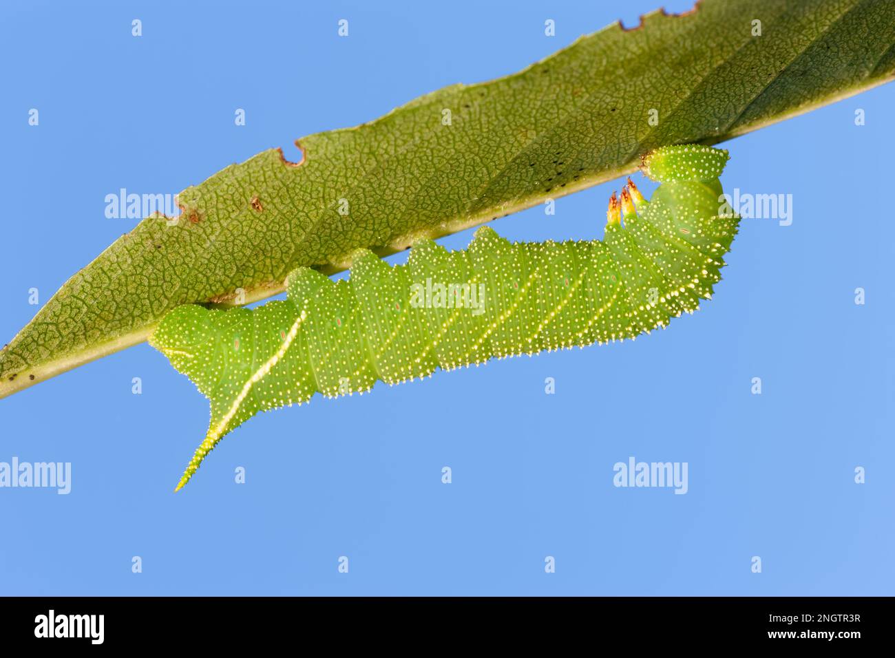 Blinded Sphinx (Paonias excaetus) 4th instar larva on Wild Cherry ...