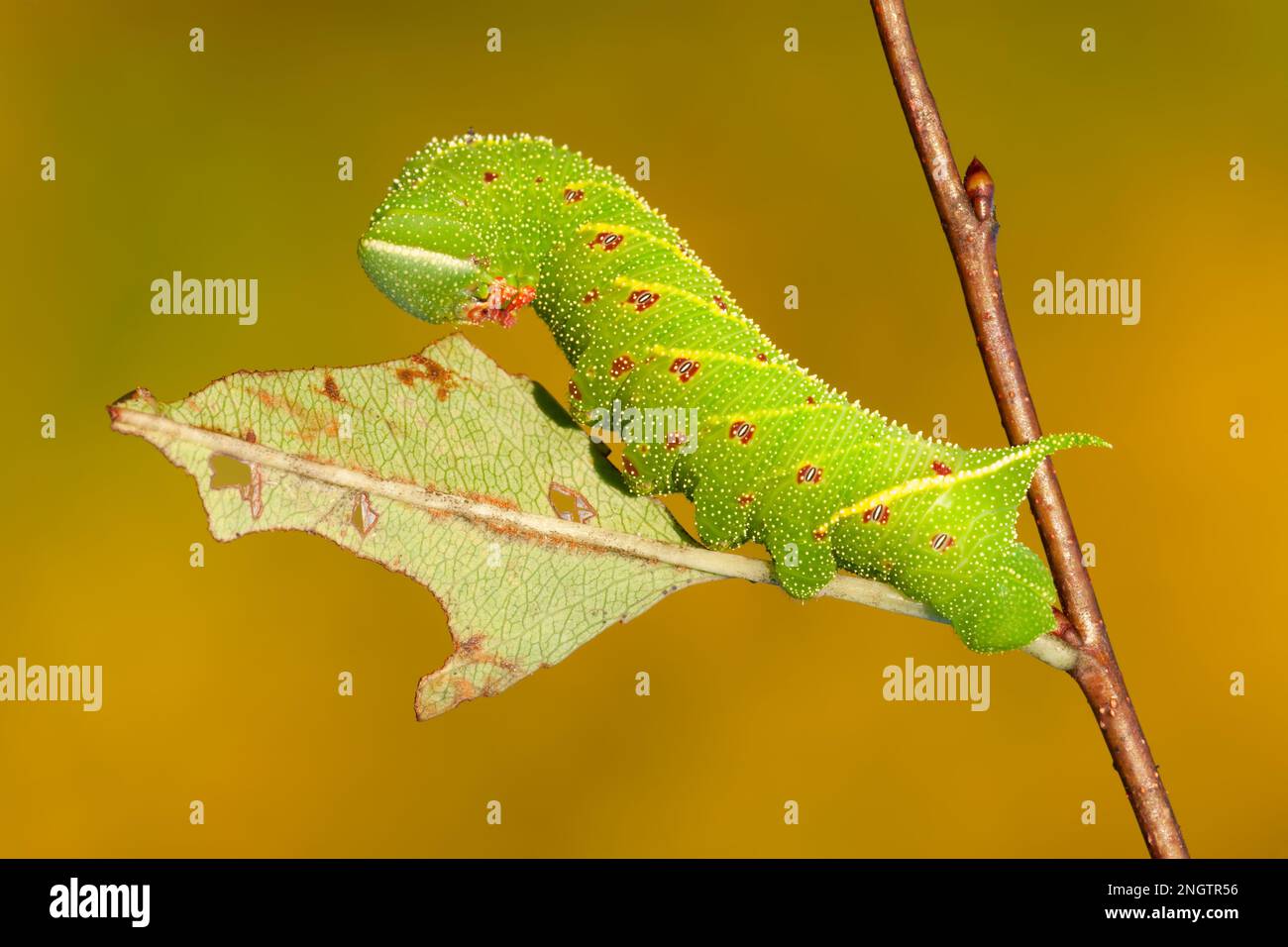 Blinded Sphinx (Paonias excaetus) 4th instar larva on Wild Cherry ...