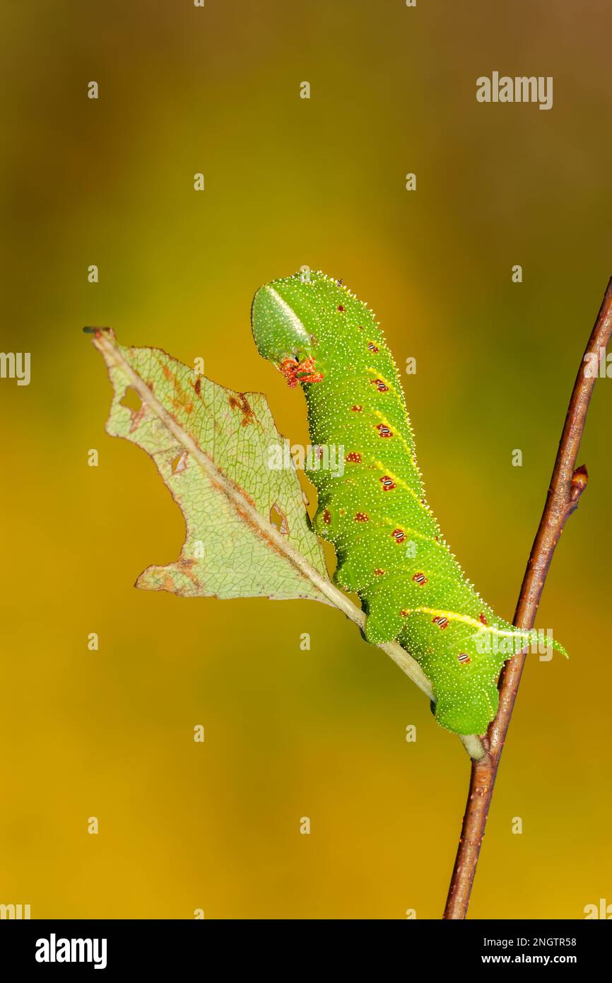 Blinded Sphinx (Paonias excaetus) 4th instar larva on Wild Cherry ...