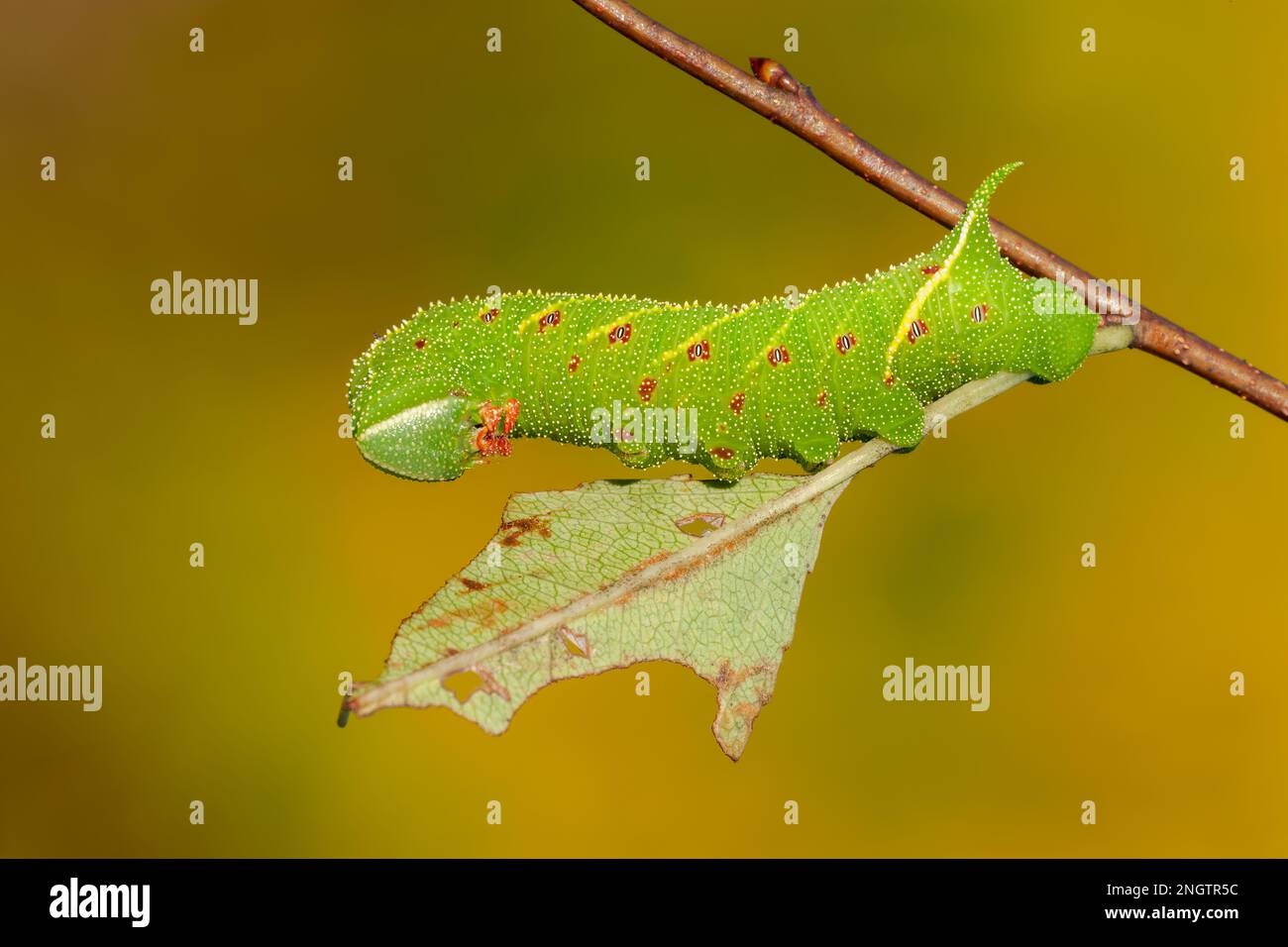 Blinded Sphinx (Paonias excaetus) 4th instar larva on Wild Cherry ...