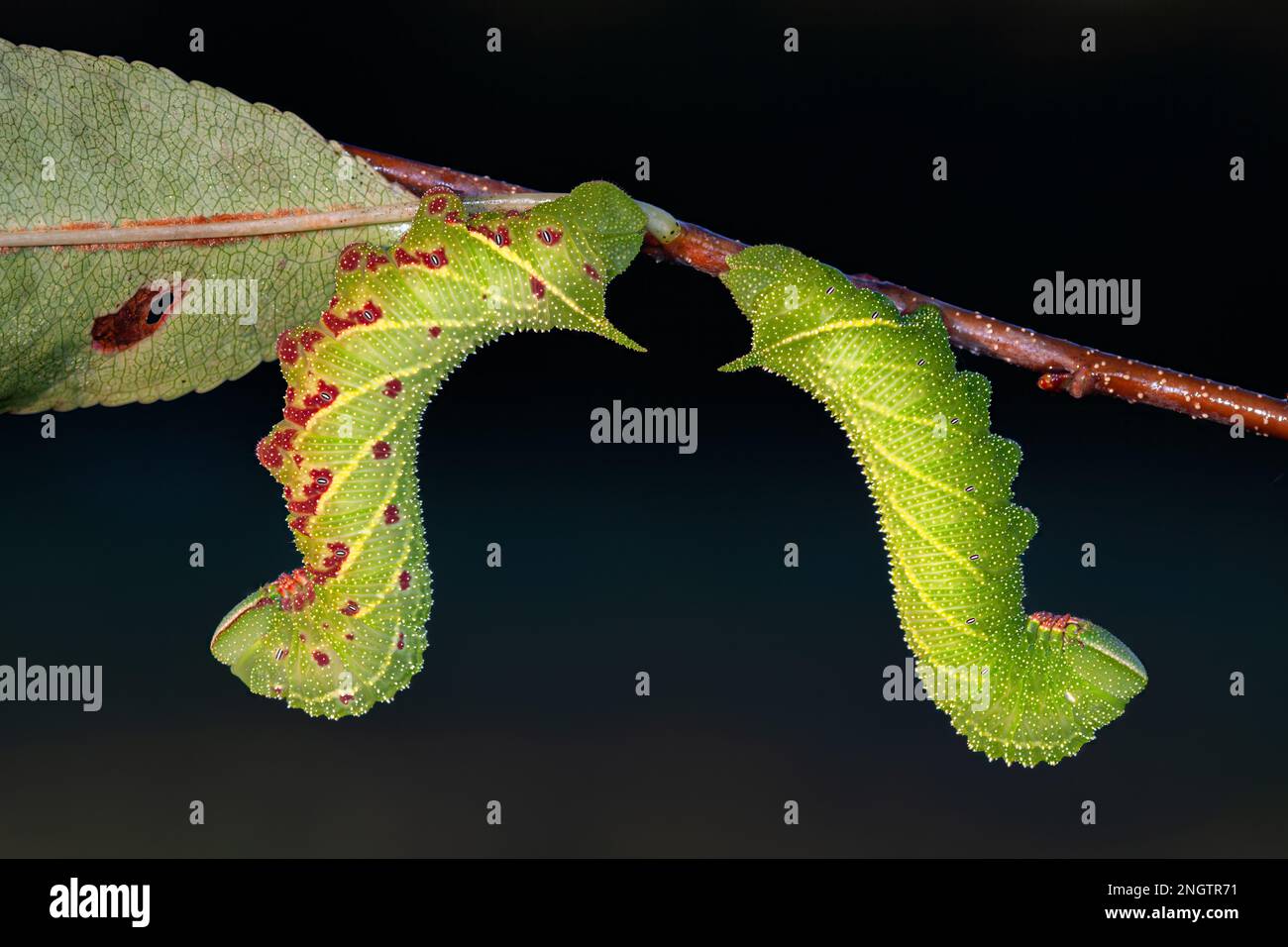 Blinded Sphinx (Paonias excaetus) 2 4th instar larvae on Wild Cherry ...