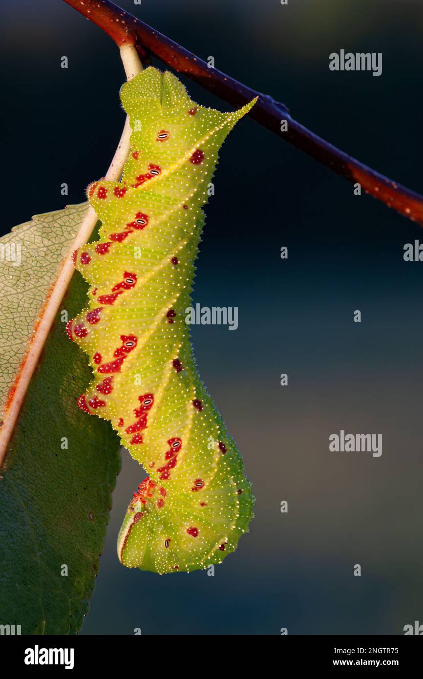 Blinded Sphinx (Paonias excaetus) 4th instar larva on Wild Cherry ...