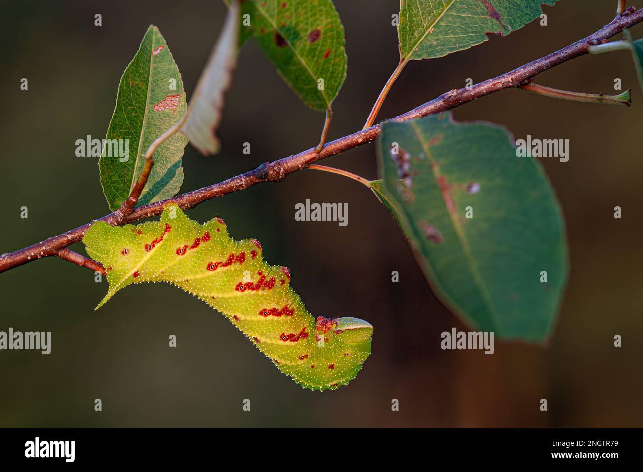 Blinded Sphinx (Paonias excaetus) 4th instar larva on Wild Cherry ...