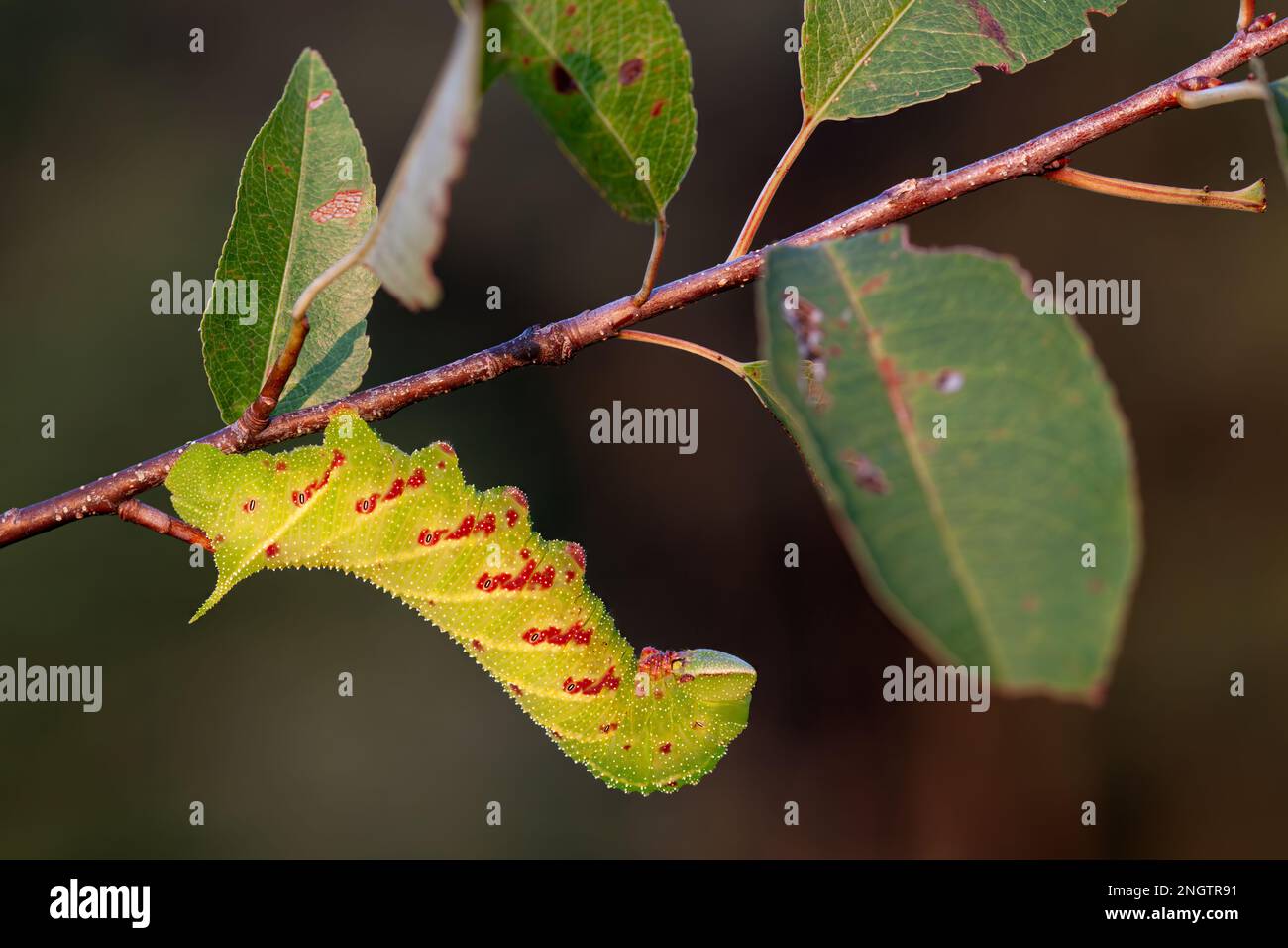 Blinded Sphinx (Paonias excaetus) 4th instar larva on Wild Cherry ...