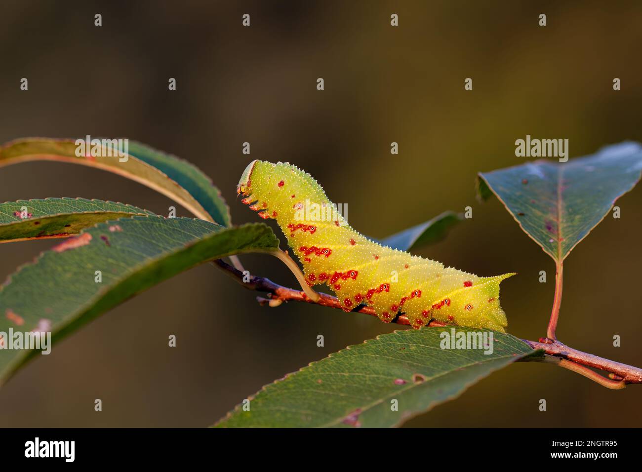 Blinded Sphinx (Paonias excaetus) 4th instar larva on Wild Cherry ...