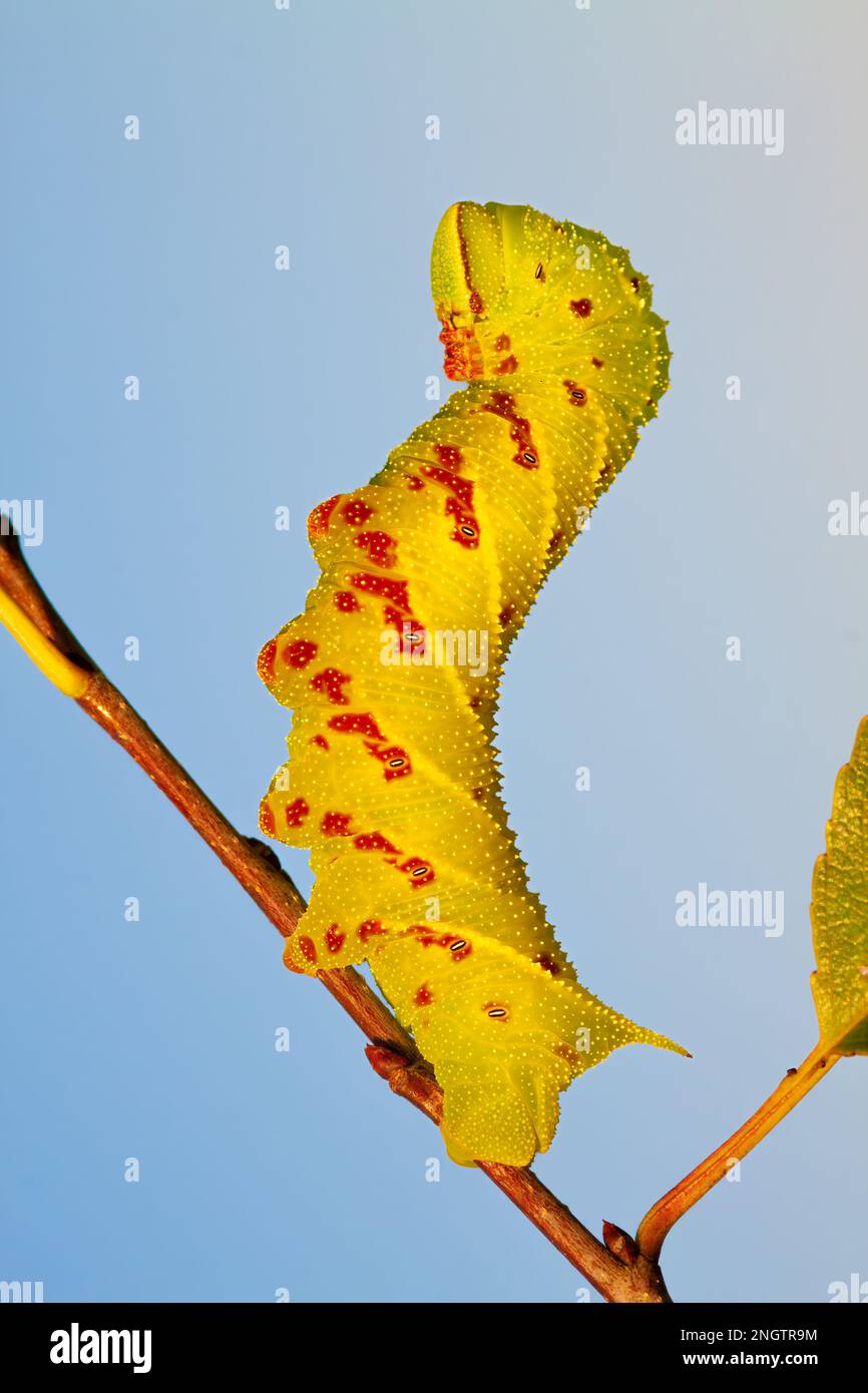Blinded Sphinx (Paonias excaetus) 5th instar larva on Wild Cherry ...