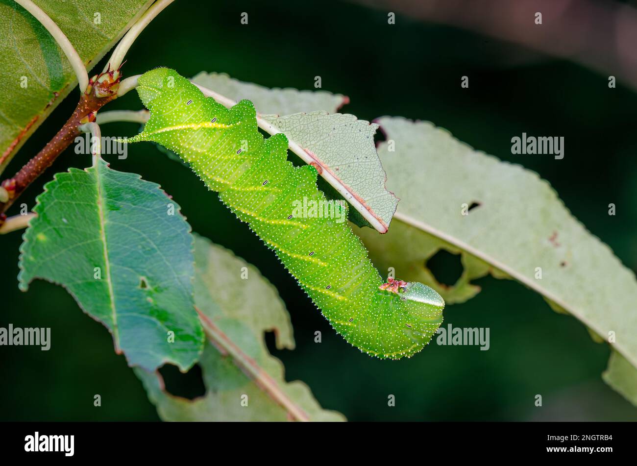 Blinded Sphinx (Paonias excaetus) 5th instar larva on Wild Cherry ...