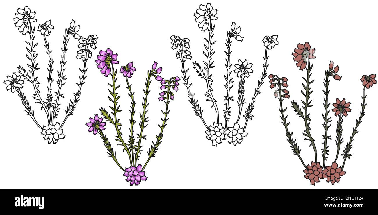 Heather Plant Tattoo