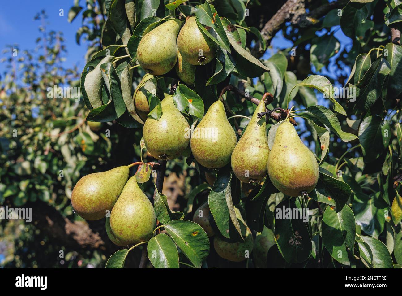 Conference pear tree in a garden on a Polish countryside Stock Photo ...
