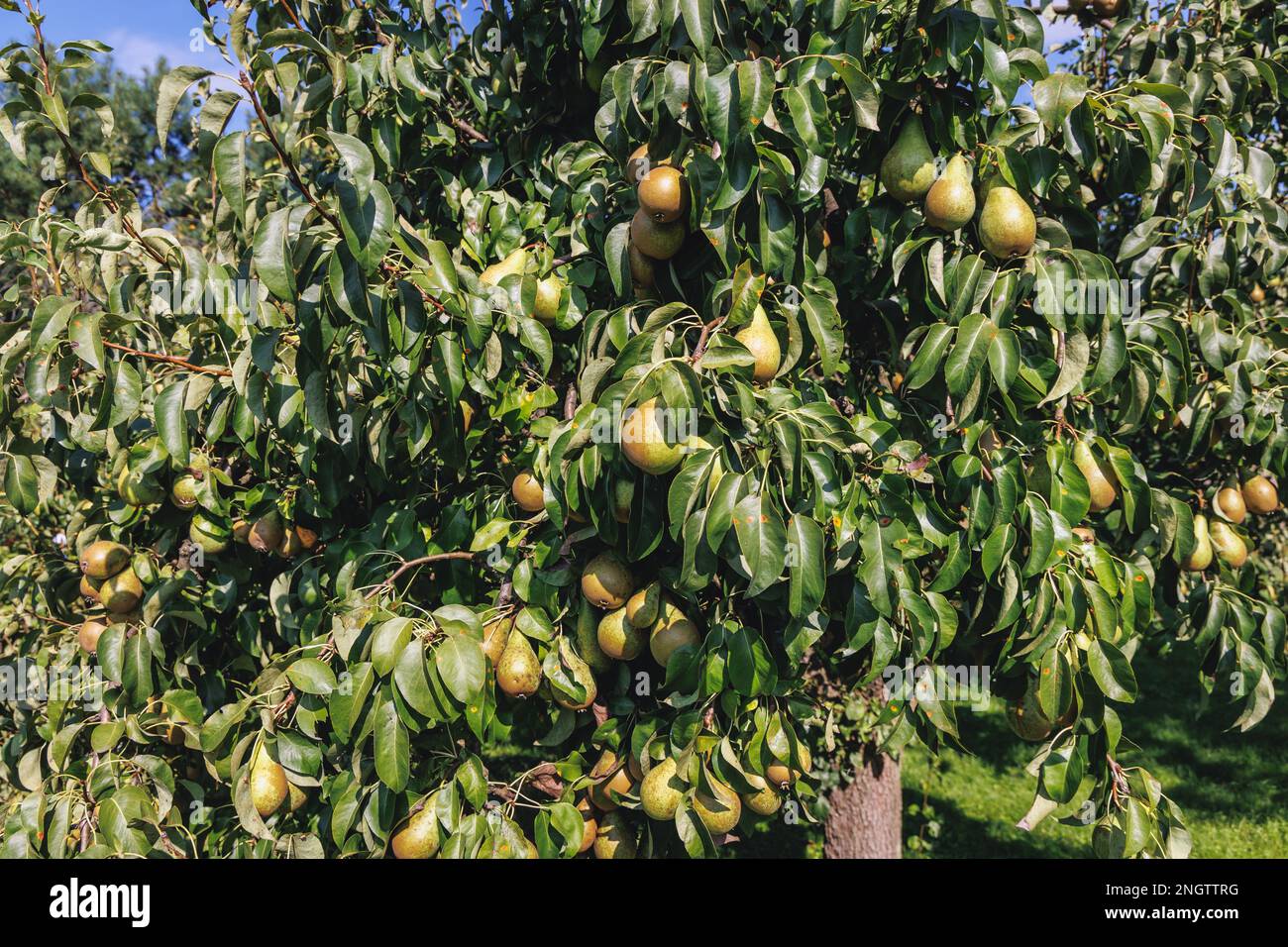Pear tree in a garden hi-res stock photography and images - Alamy