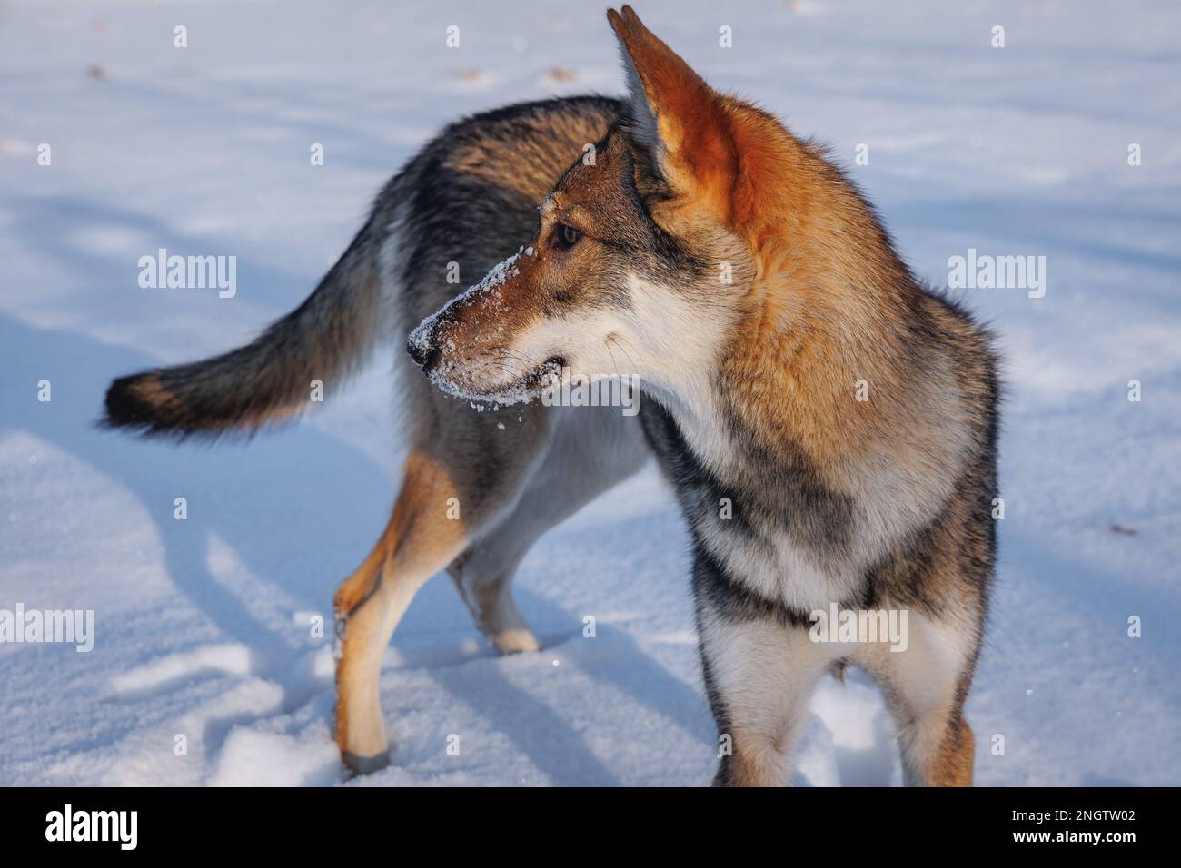 Tamaskan Vs Wolf