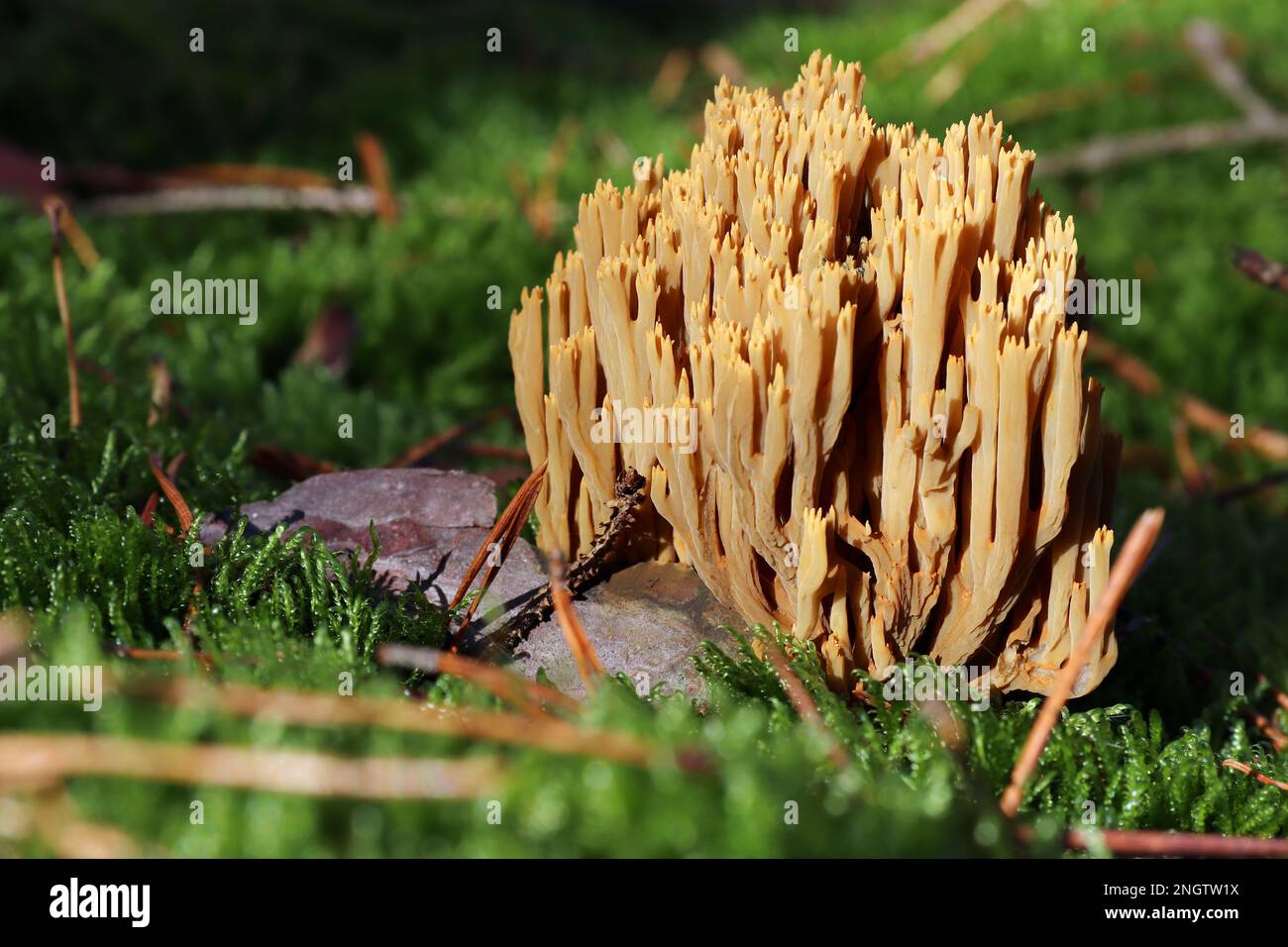 Detail of the mushroom - club fungus - beautiful coral fungus ...