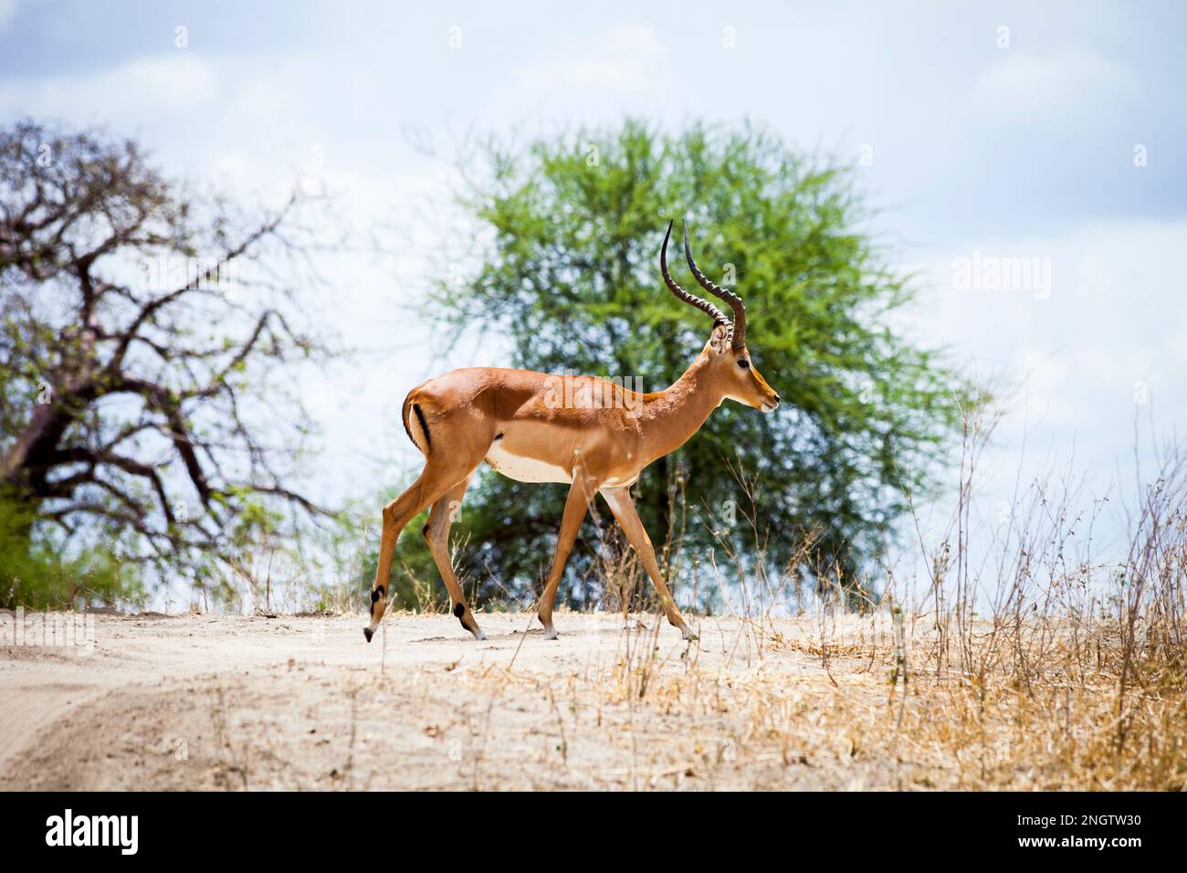 gazelle walking wildlife, africa, tansania Stock Photo - Alamy