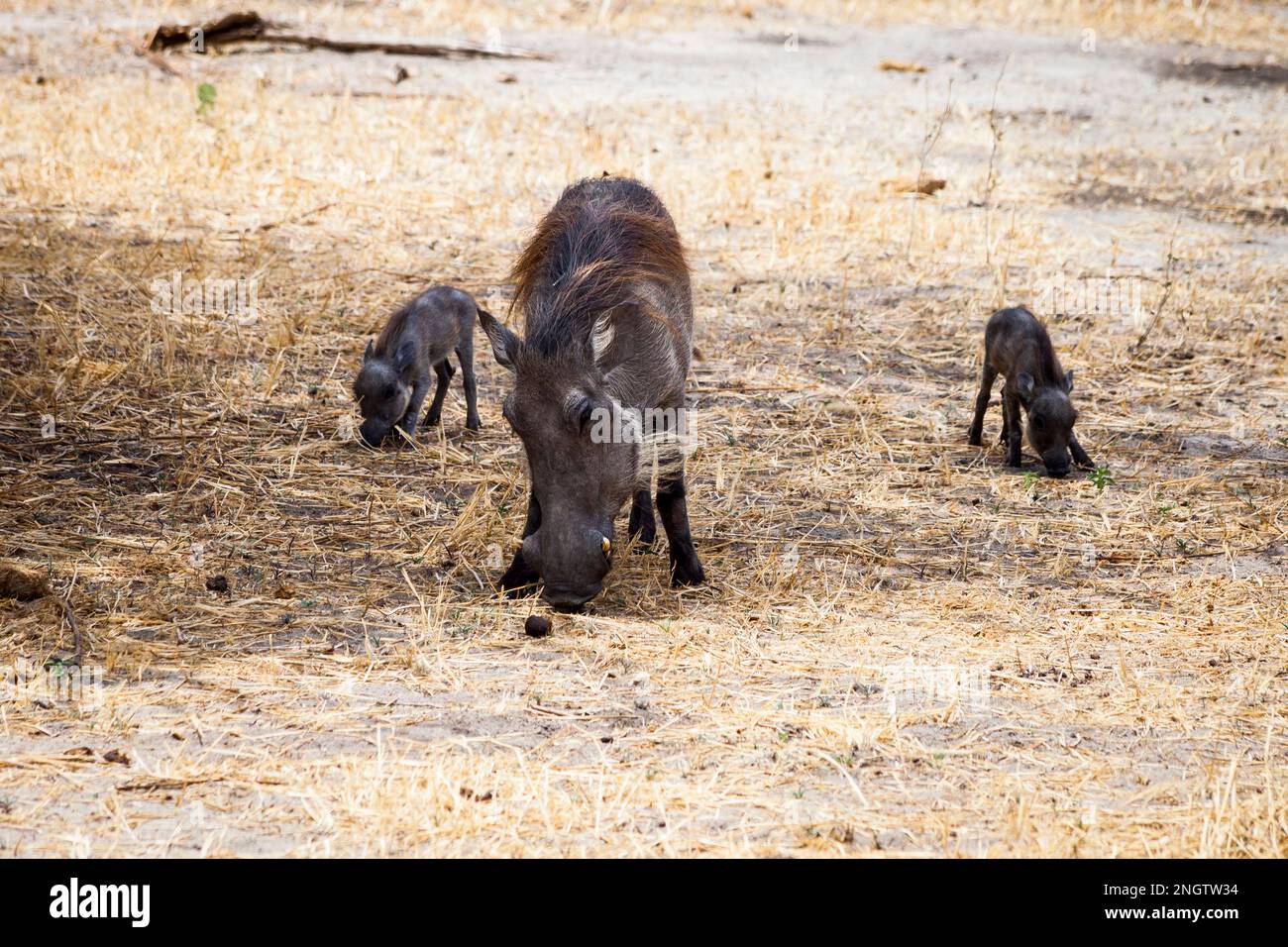 Warthog Family wildlife, africa, tansania Stock Photo - Alamy