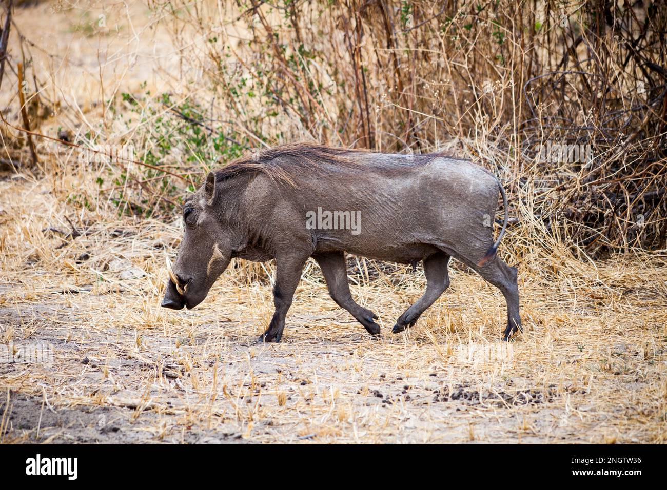 Warthog walking wildlife, africa, tansania Stock Photo - Alamy