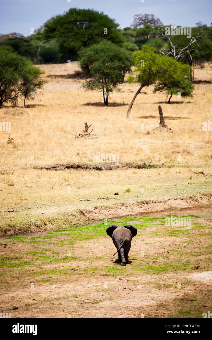 African elephant behind tree hi-res stock photography and images - Alamy