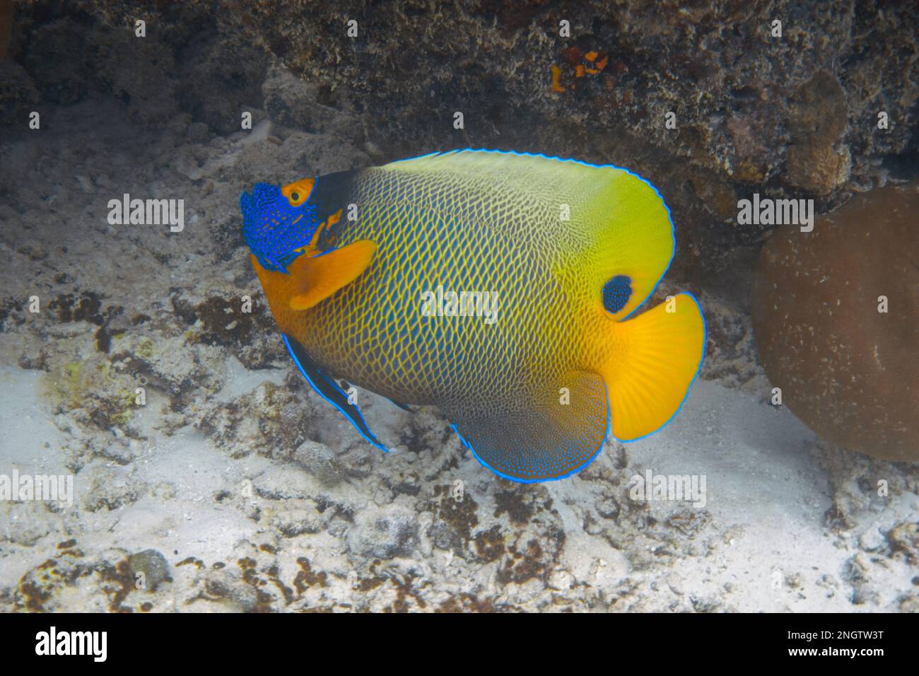 Blueface angelfish underwater. Pomacanthus xanthometopon Stock Photo ...