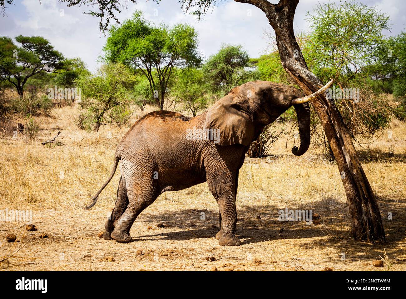 african elephant shakes tree for fruits wildlife, africa, tansania ...
