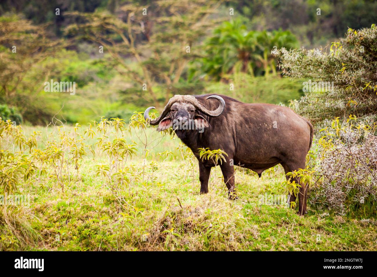 Adult water buffalo eating grass hi-res stock photography and images ...