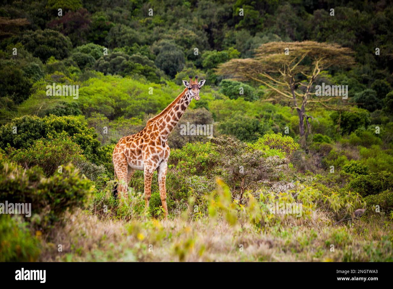 lonely giraffe wildlife, africa, tansania, pattern animals Stock Photo ...