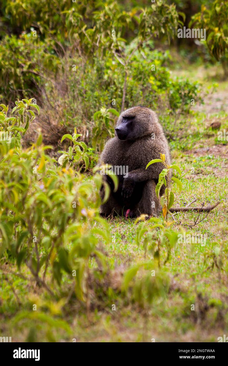 baboon monkey wildlife, africa, tansania Stock Photo - Alamy