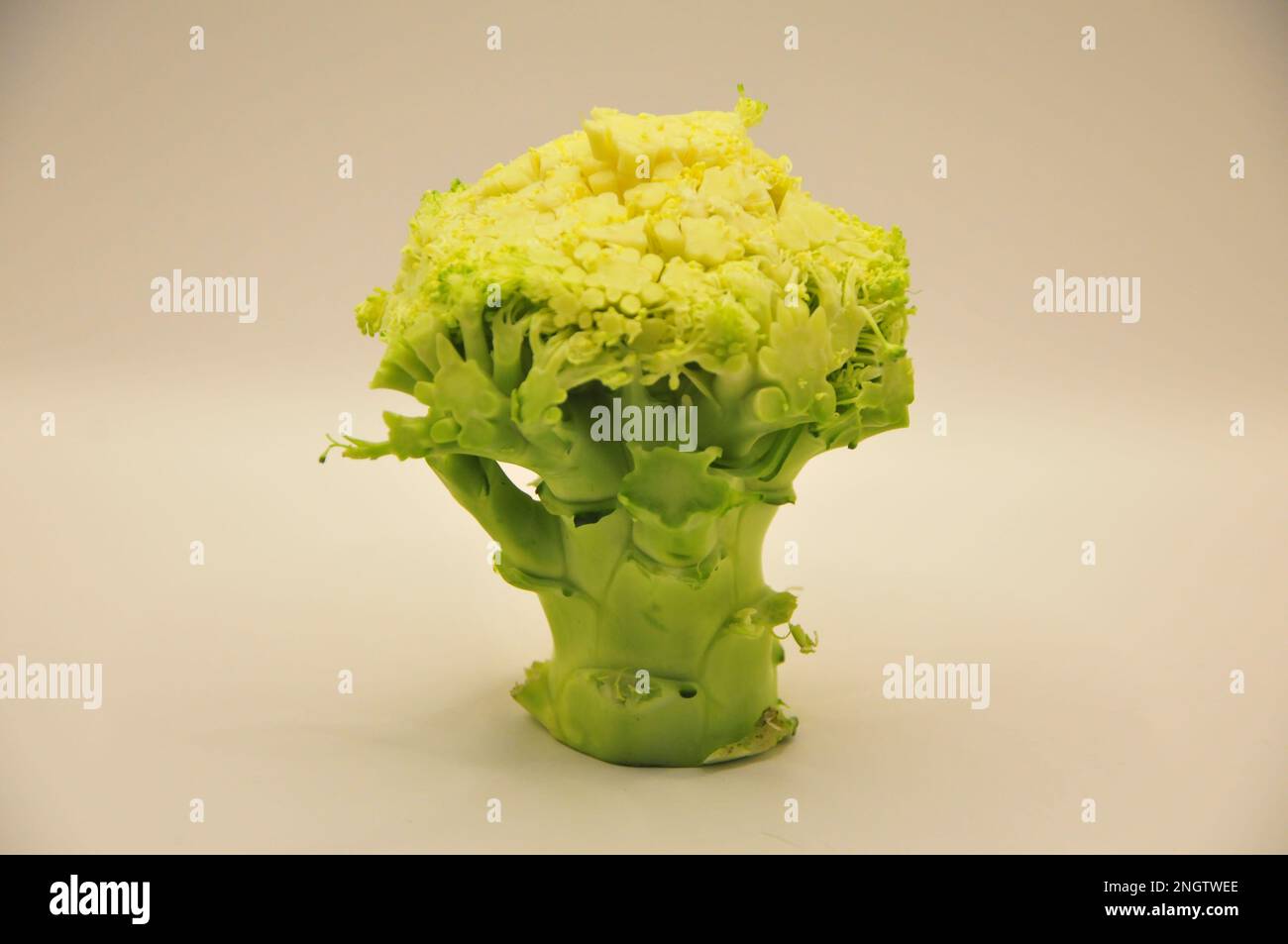 Broccoli root in the studio Stock Photo - Alamy