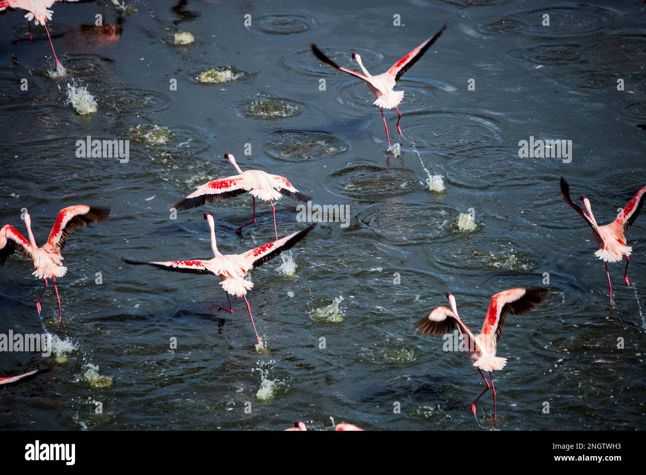 flamingos running over water starting to fly wildlife, africa, tansania ...