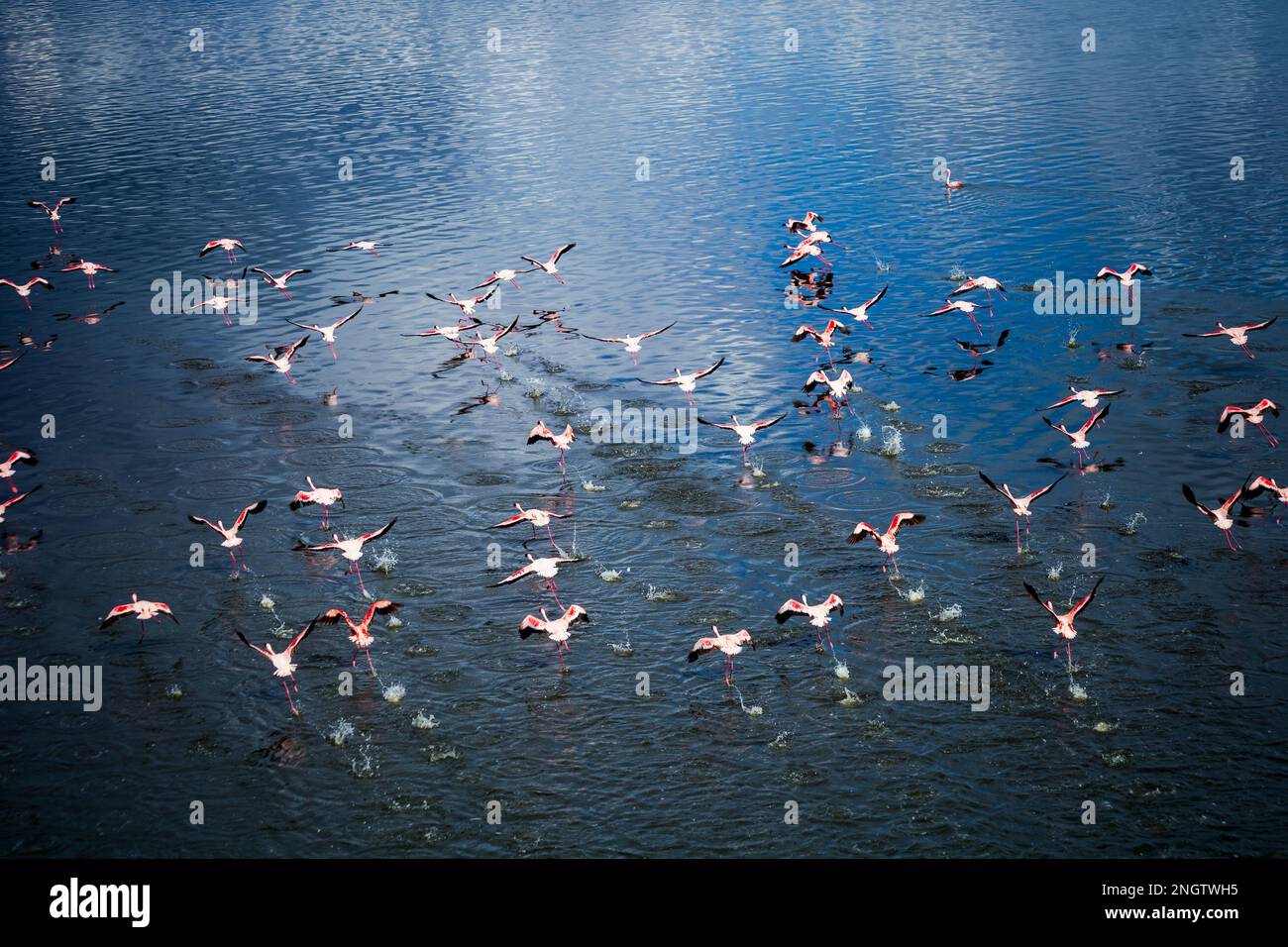 flamingos running over water starting to fly wildlife, africa, tansania ...