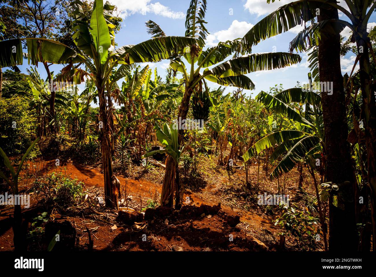 palm trees, nature, red soil africa, tansania Stock Photo - Alamy