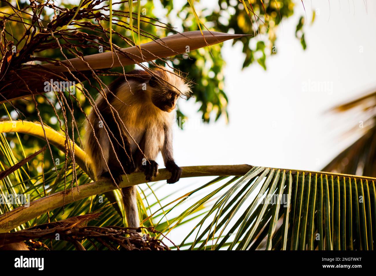 Colobus monkeys tanzania hi-res stock photography and images - Alamy