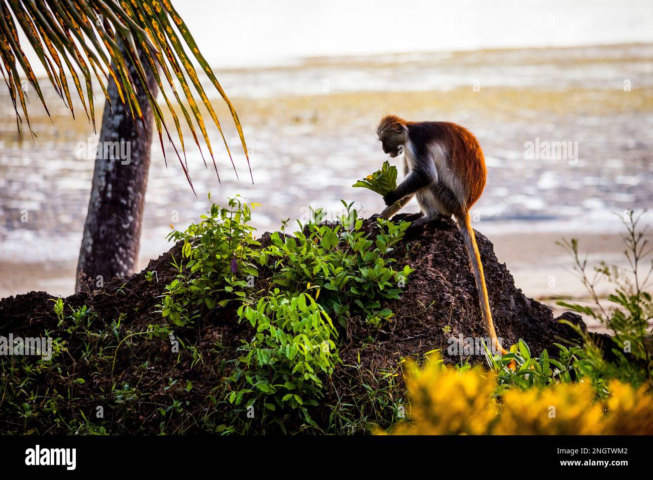 Red Colobus Monkey zansibar island wildlife, africa, tansania Stock ...