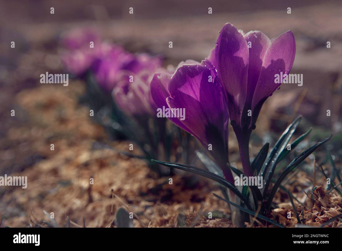 bright tender first spring flowers purple crocuses in a forest clearing ...