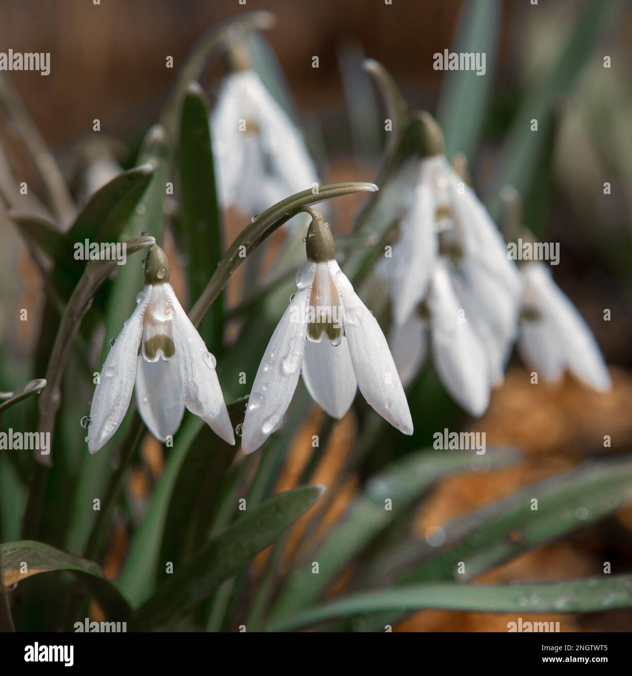 Tender first spring flowers white snowdrops in a forest clearing close ...